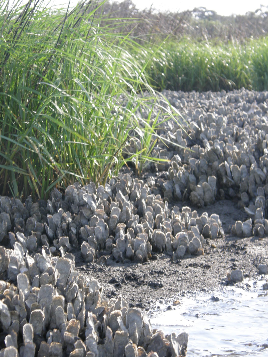 Coastal Protection – Mapping Ocean Wealth