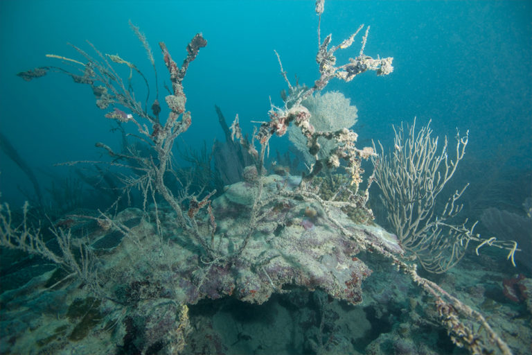 Filtration | Mapping Ocean Wealth