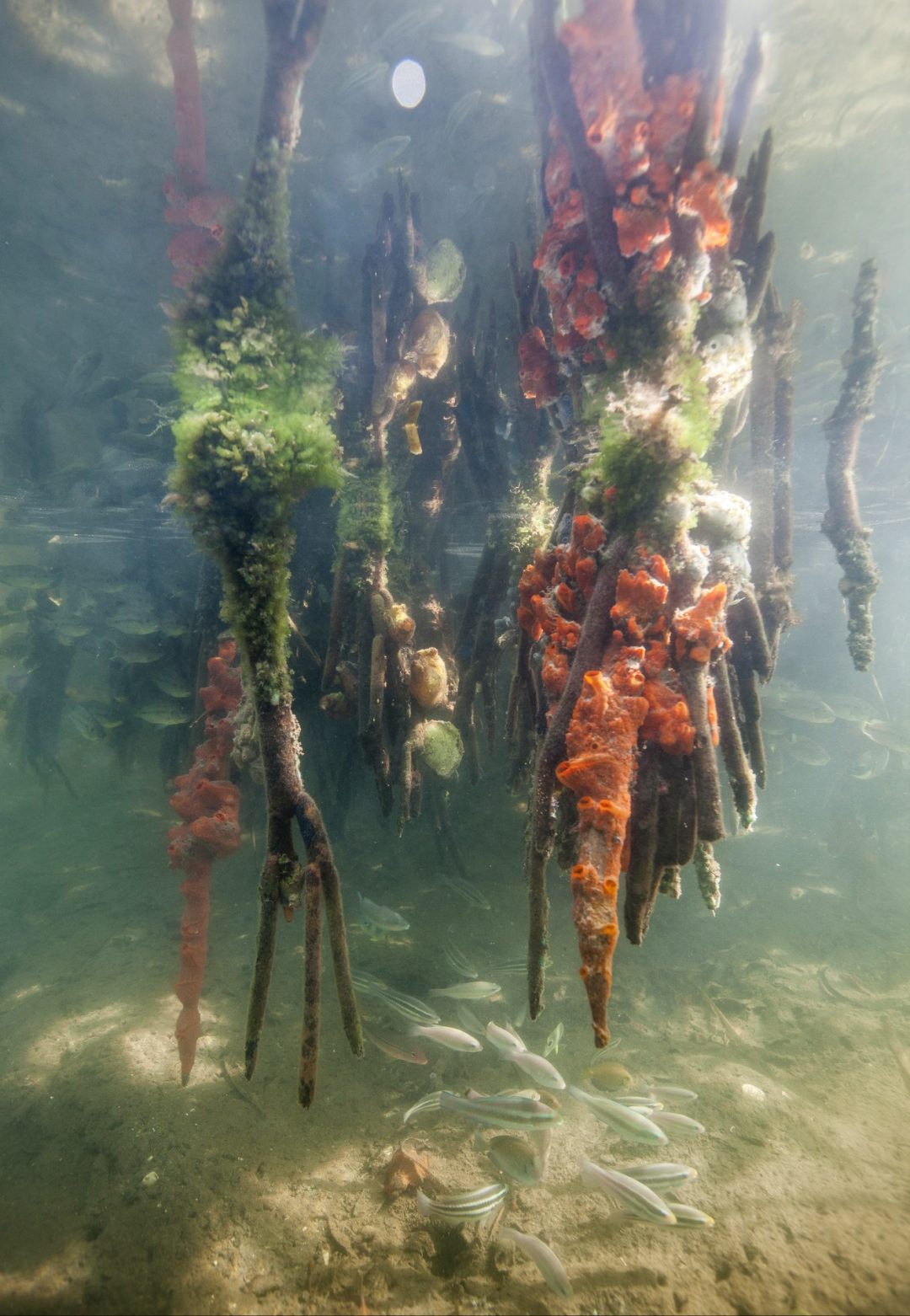 Fisheries – Mapping Ocean Wealth