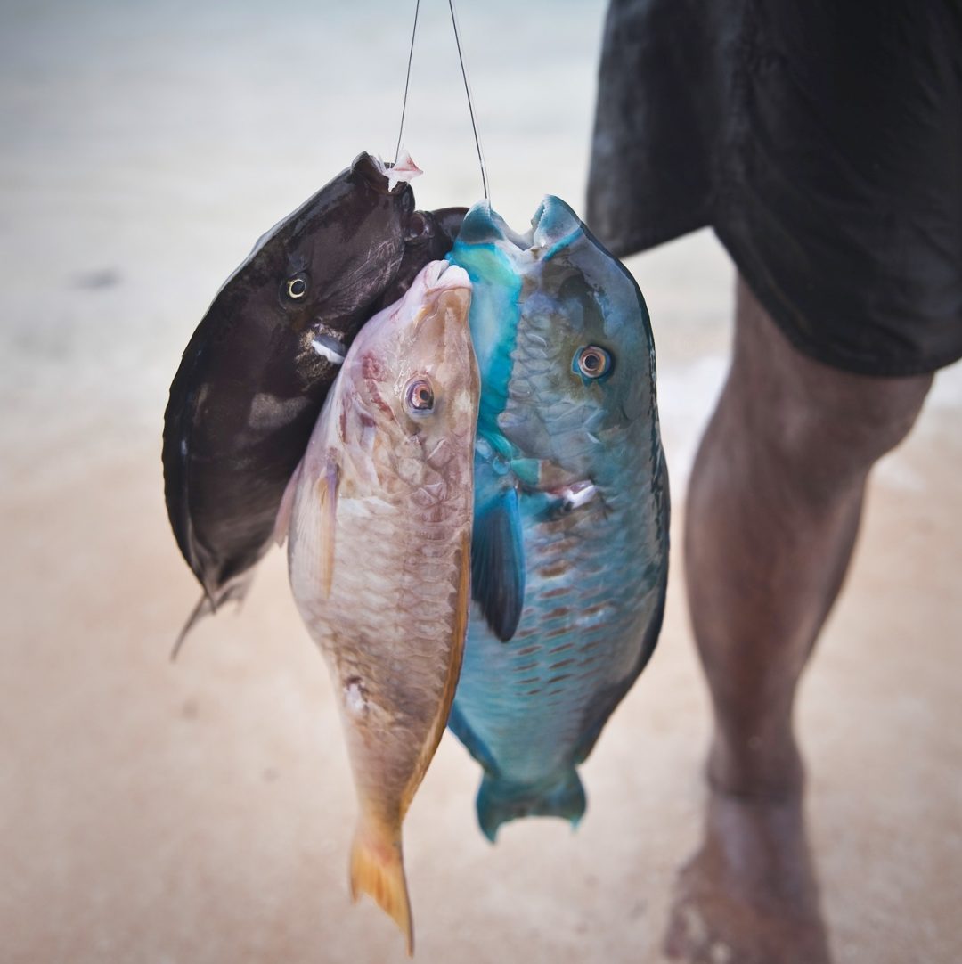 Ecosystem Services – Mapping Ocean Wealth