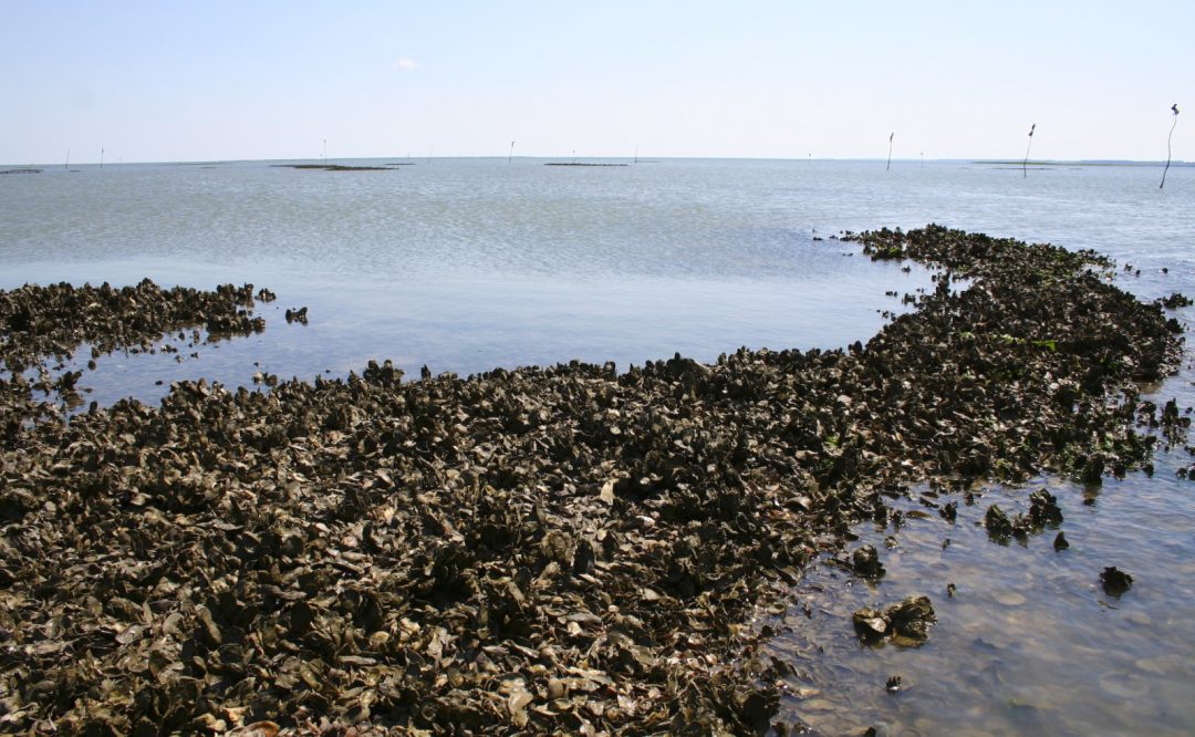 Restoration – Mapping Ocean Wealth