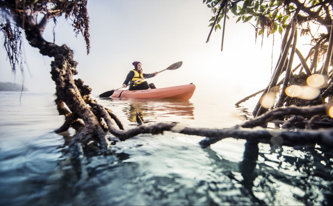 New Mapping Ocean Wealth Study Maps the Opportunity for Mangrove ...