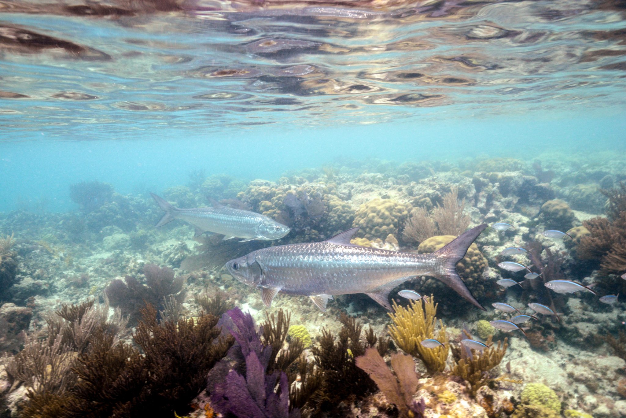 Modelling and Mapping Fishing Impact and the Current and Potential ...